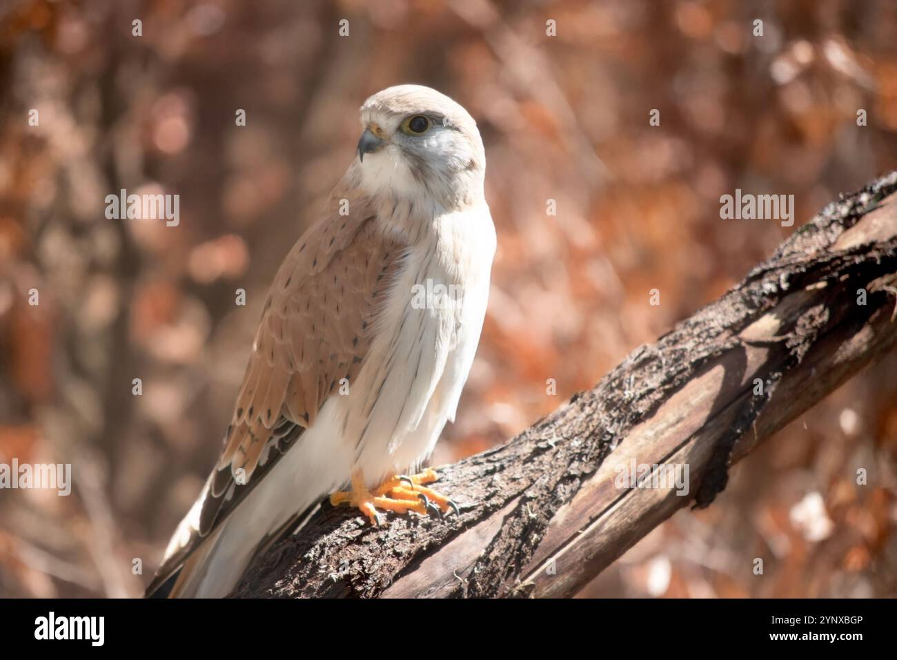 The Nankeen Kestrel is a slender falcon and is a relatively small ...