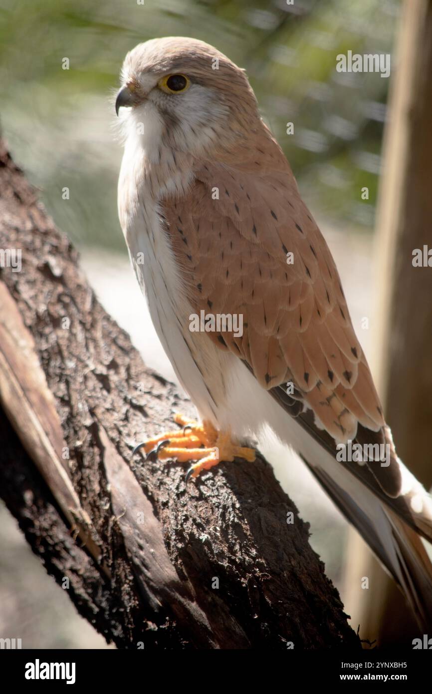 Mostly dark plumage hi-res stock photography and images - Alamy
