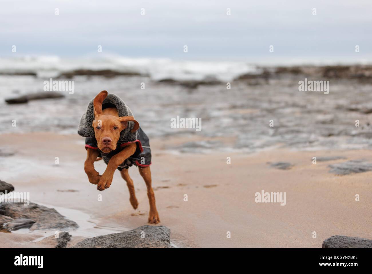 Hungarian vizsla puppy wearing a black and red dog coat whilst playing ...