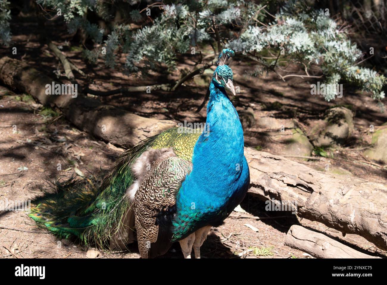 Peacocks are large, colorful blue pheasants known for their iridescent ...