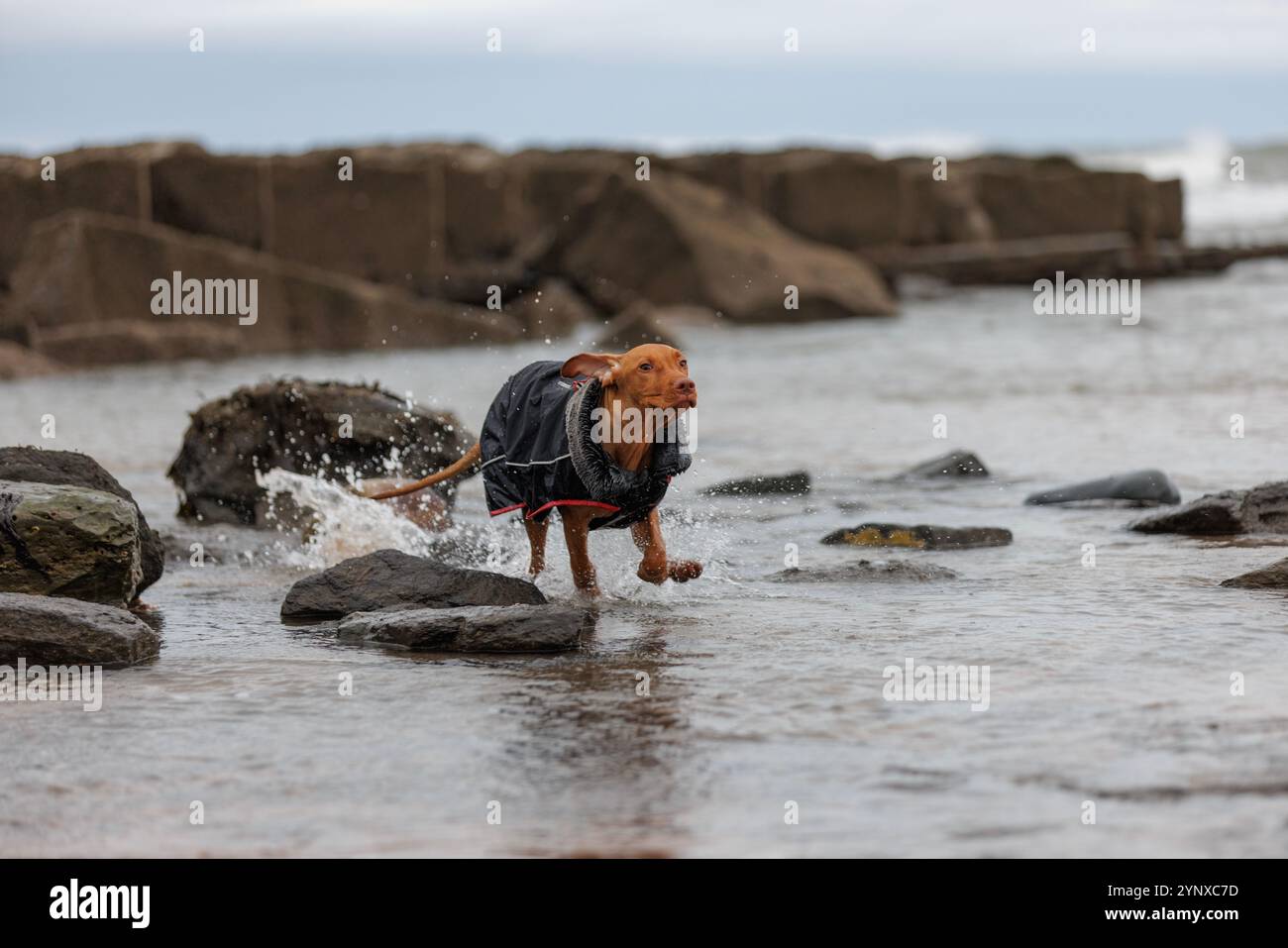 Hungarian vizsla puppy wearing a black and red dog coat whilst playing ...
