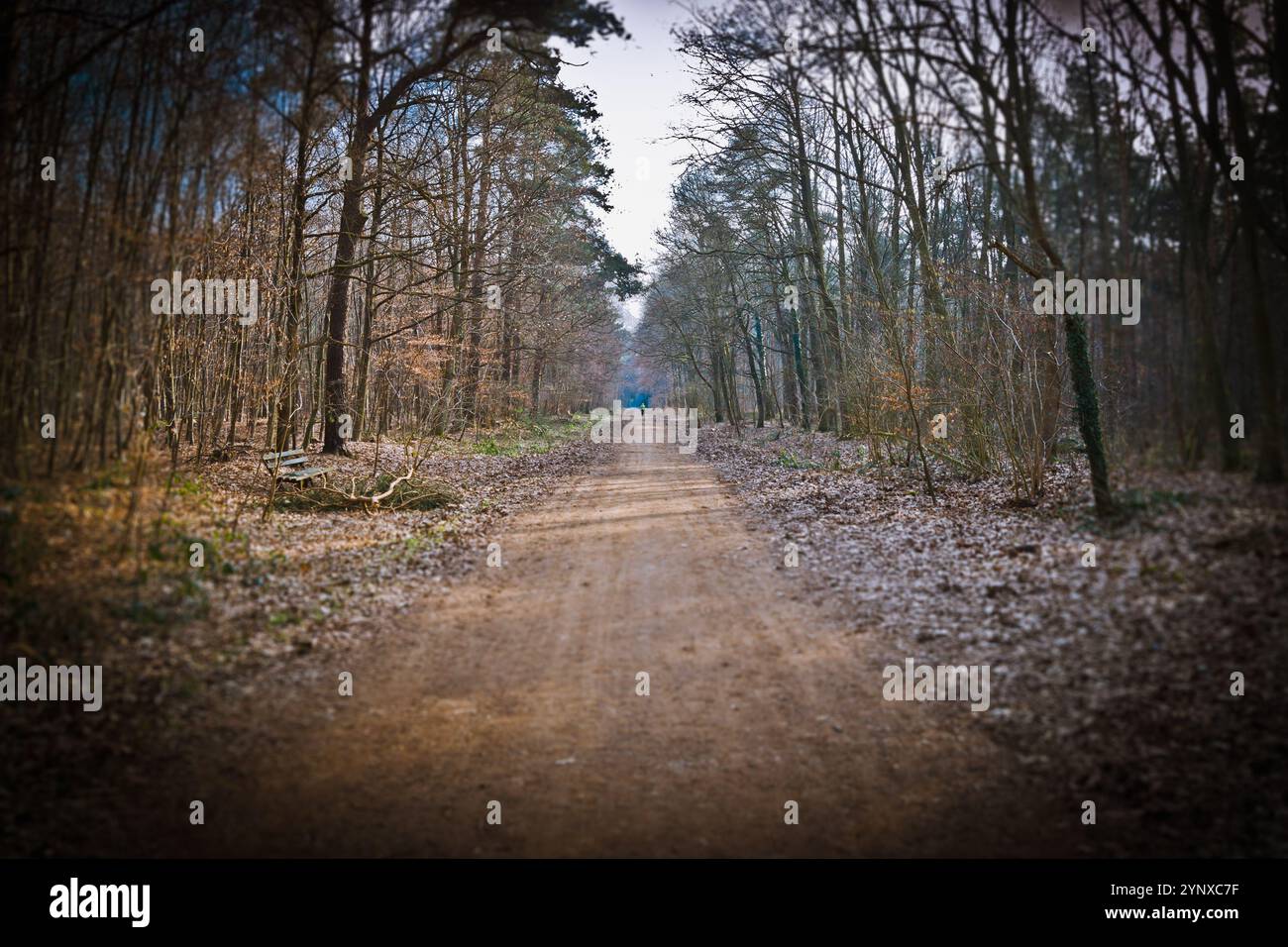 Perspective view of a forest path in winter Stock Photo - Alamy