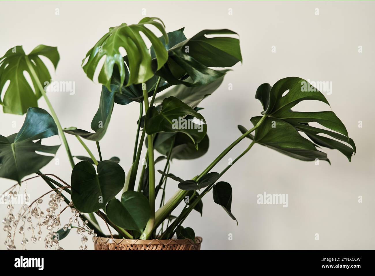 Lush monstera leaves in hi-res stock photography and images - Alamy