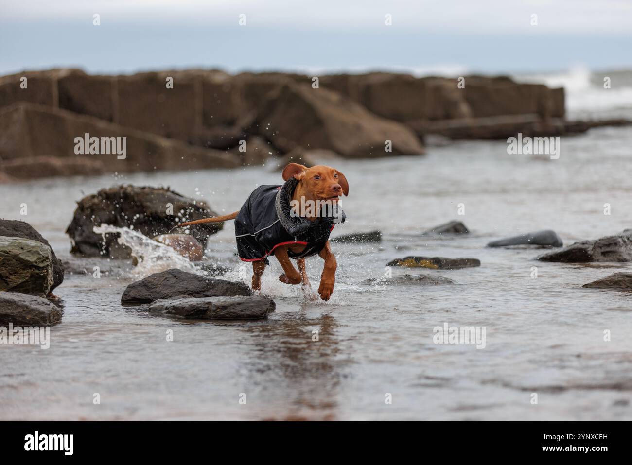 Hungarian vizsla puppy wearing a black and red dog coat whilst playing ...