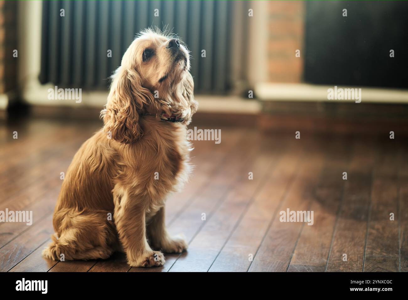 American Cocker Spaniel sitting on the floor Stock Photo - Alamy