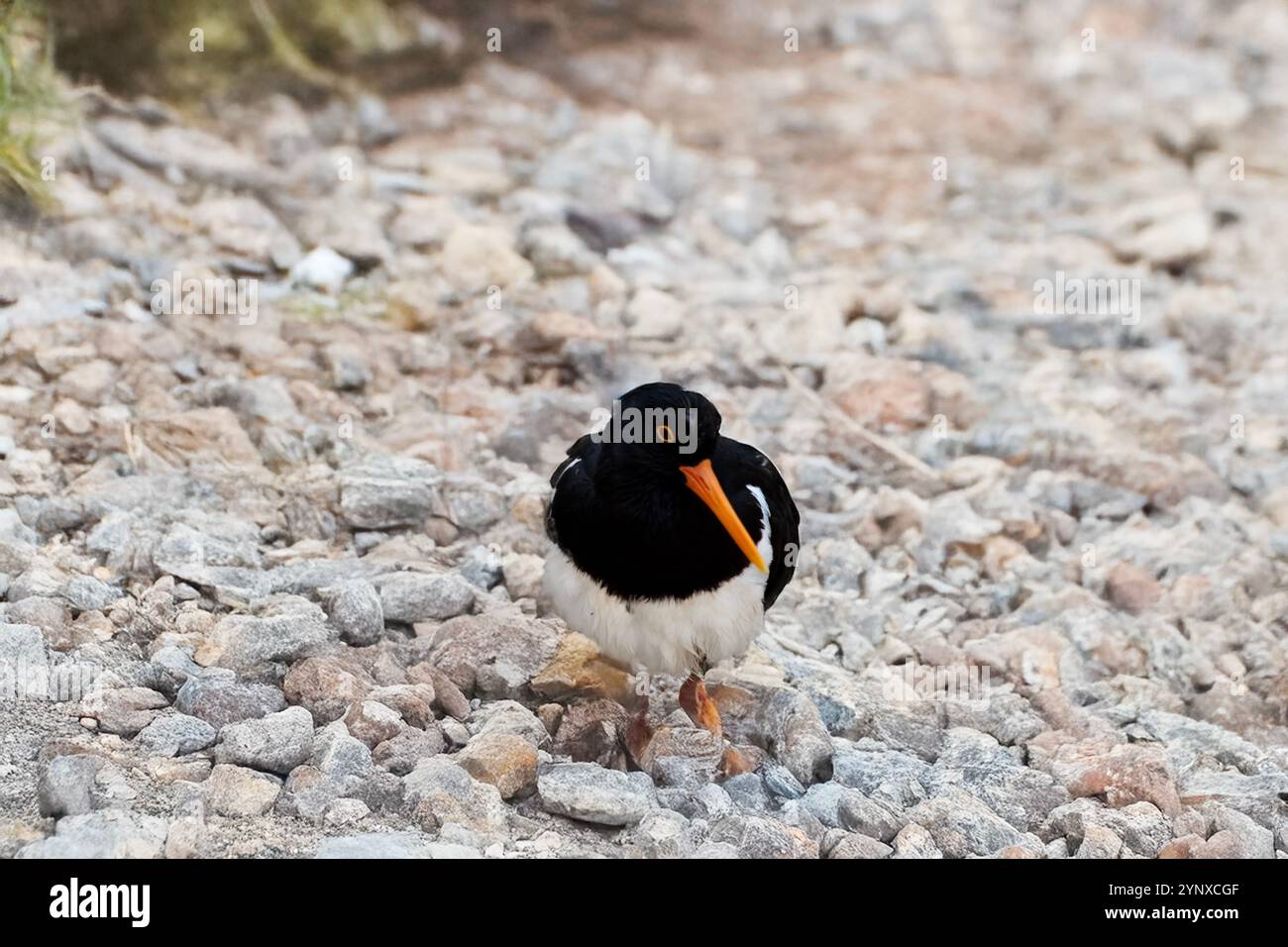 Bird with white ring around eye hi-res stock photography and images - Alamy