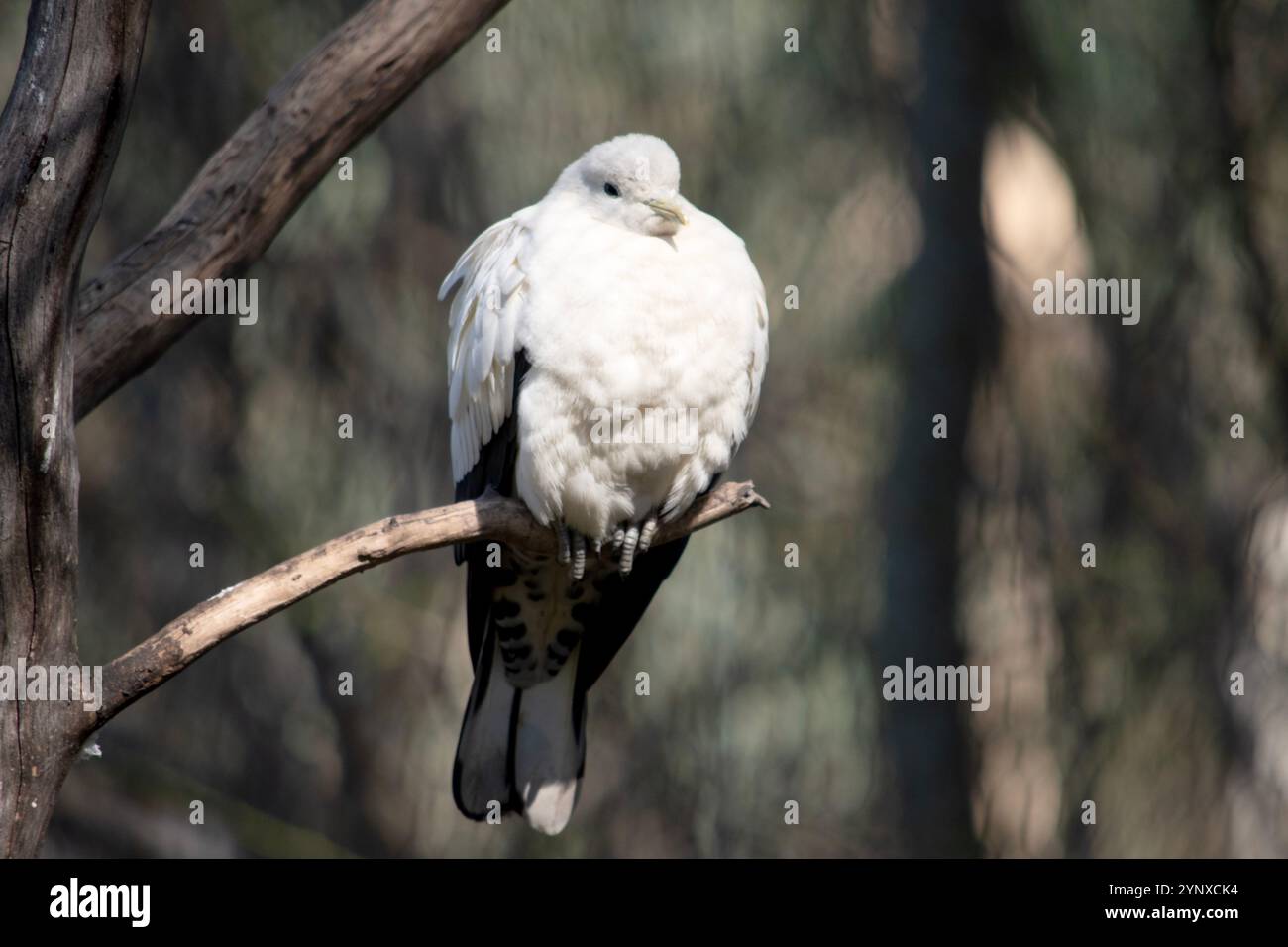 the pied Torresian Imperial Pigeon is all white with black wing tips ...
