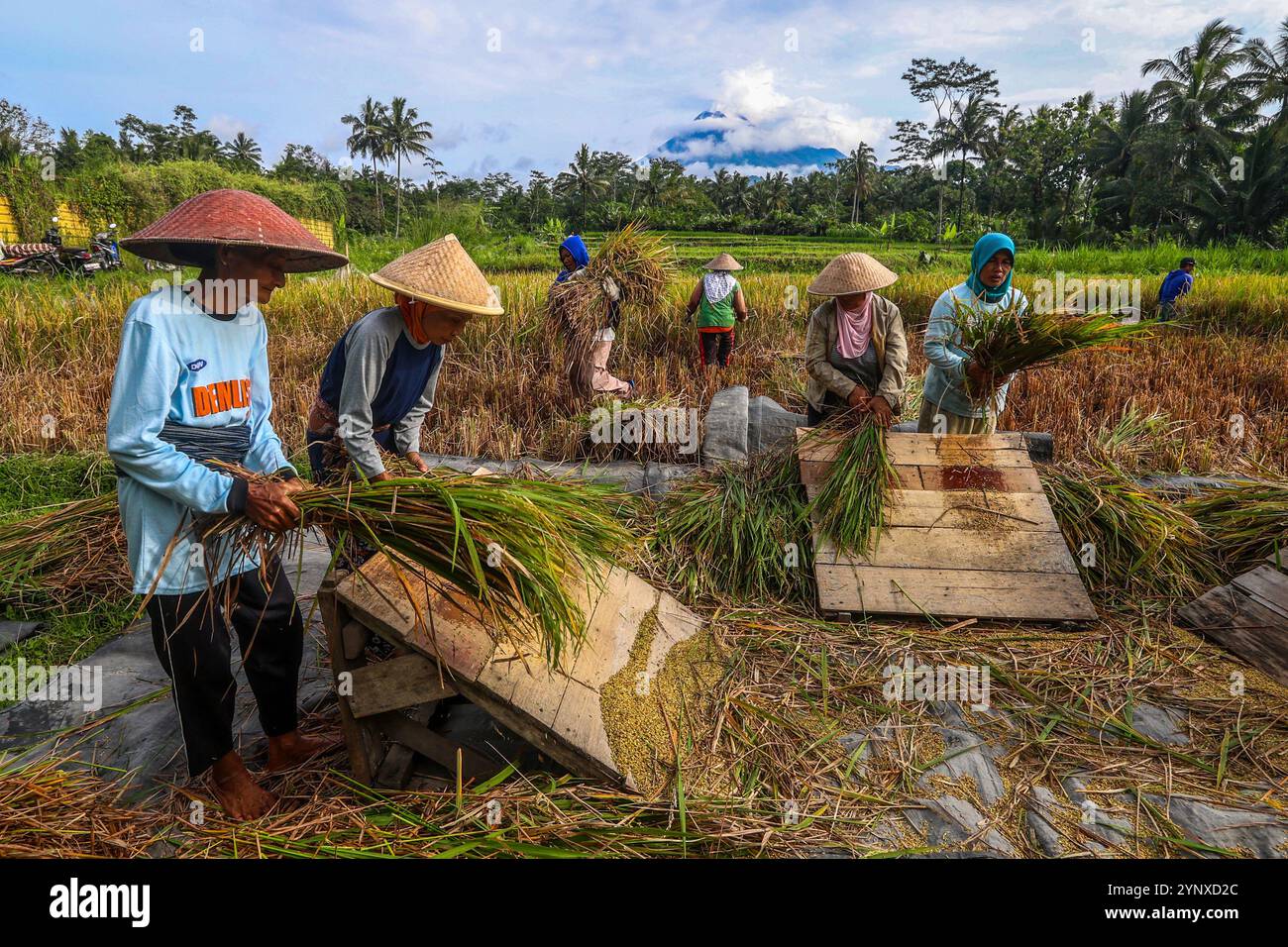 Paddi fields hi-res stock photography and images - Alamy