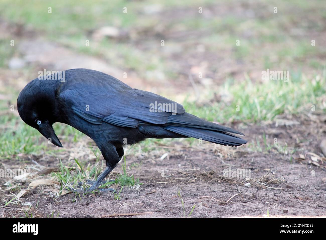 Australian raven black bird hi-res stock photography and images - Alamy