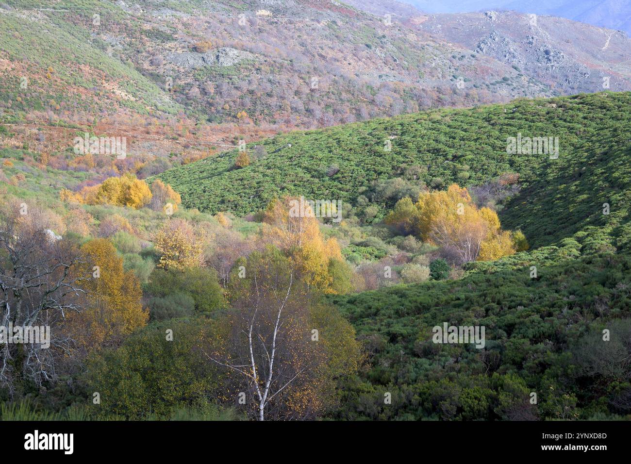 Autumn landscape with yellow ochre green colors in Puerto de Honduras ...