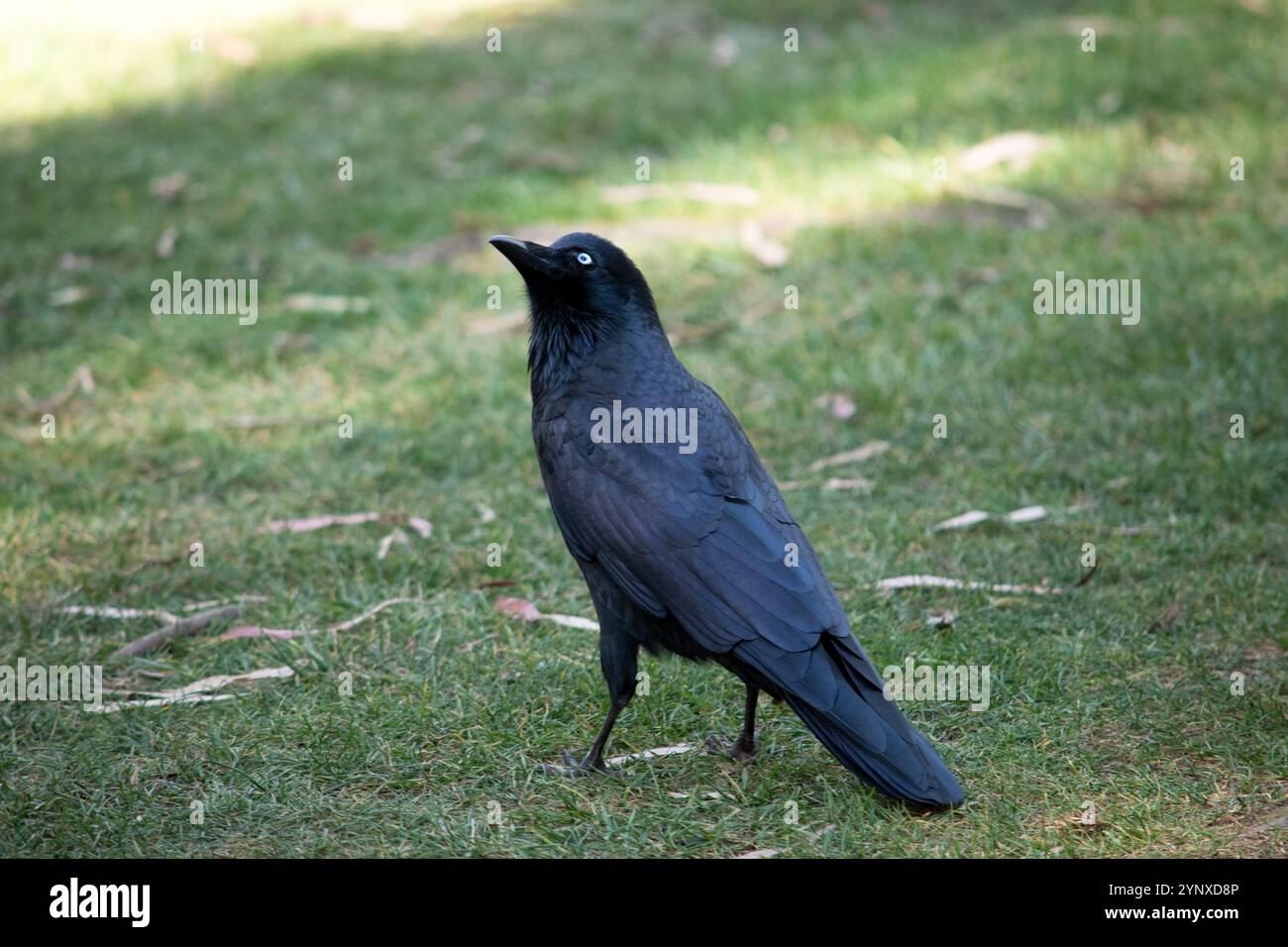 Australian raven black bird hi-res stock photography and images - Alamy
