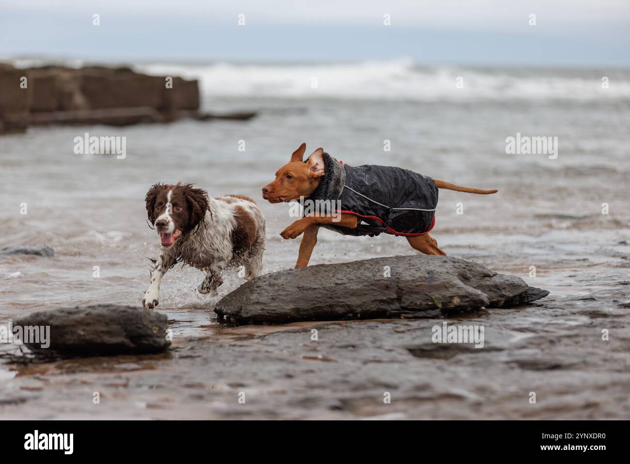Hungarian vizsla puppy wearing a black and red dog coat whilst playing ...
