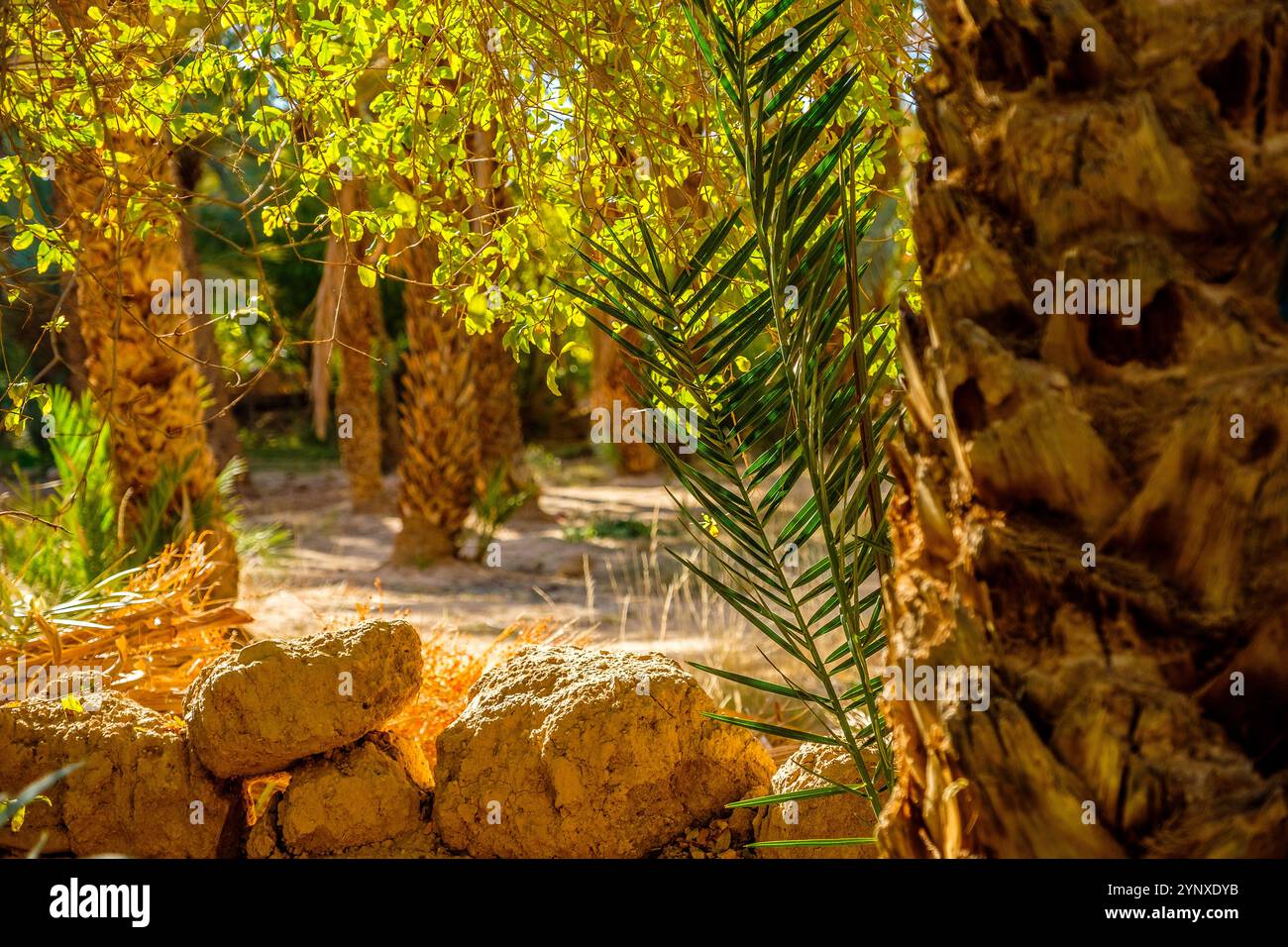 Moroccan palm oasis hi-res stock photography and images - Alamy
