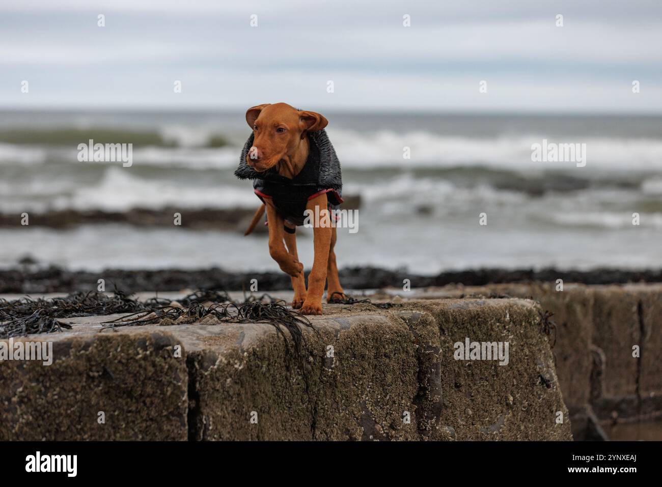 Hungarian vizsla puppy wearing a black and red dog coat whilst playing ...