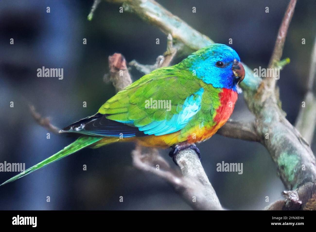 The Scarlet-c,hested Parrot is a small, brightly colored parrot. The ...