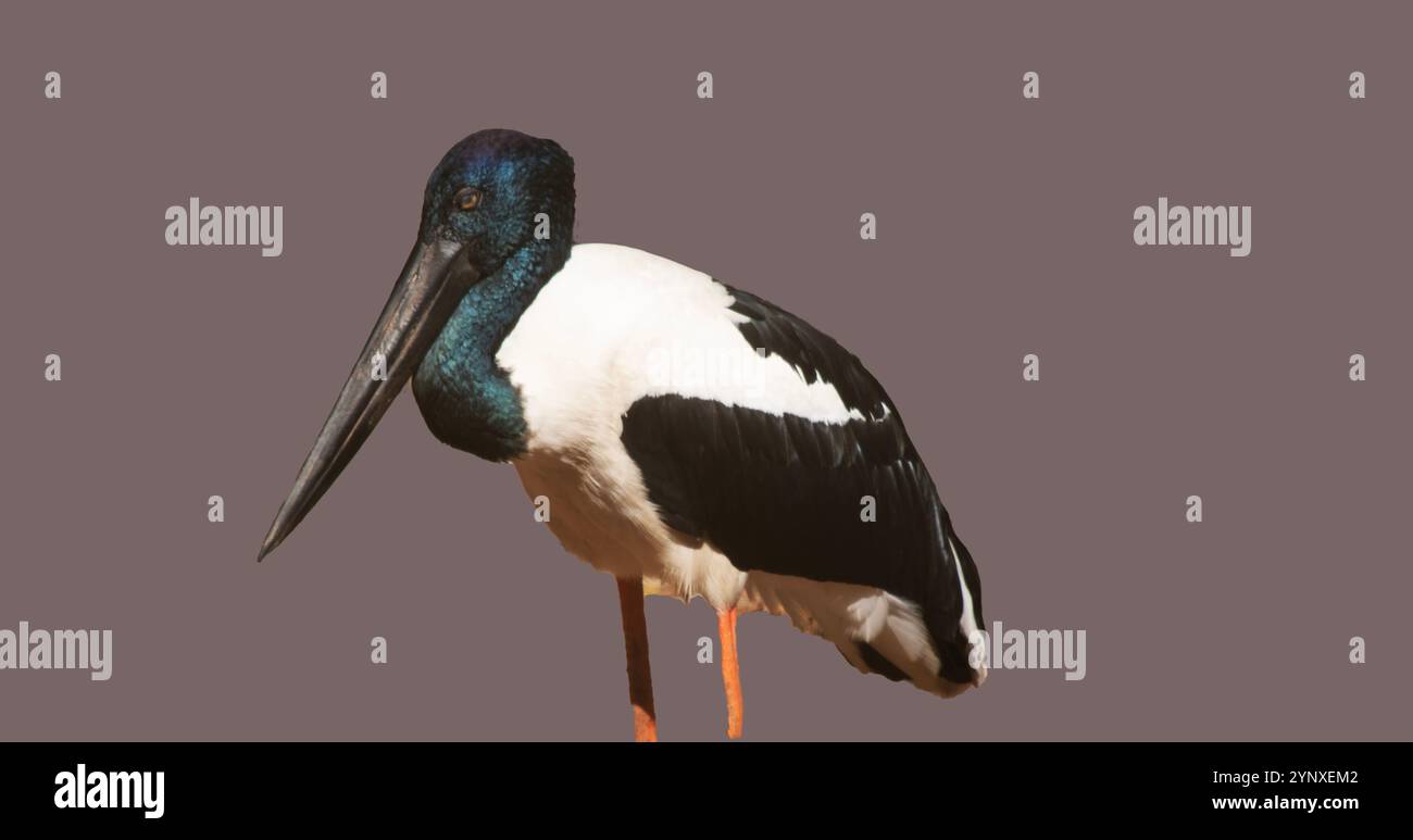 .The head and neck of a jabiru is black with an iridescent green and ...