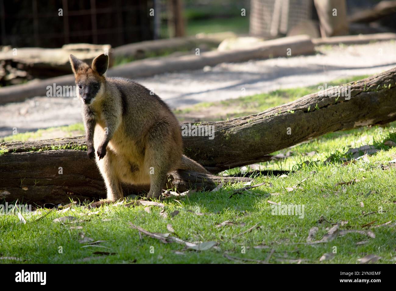 The swamp wallaby has dark brown fur, often with lighter rusty patches ...