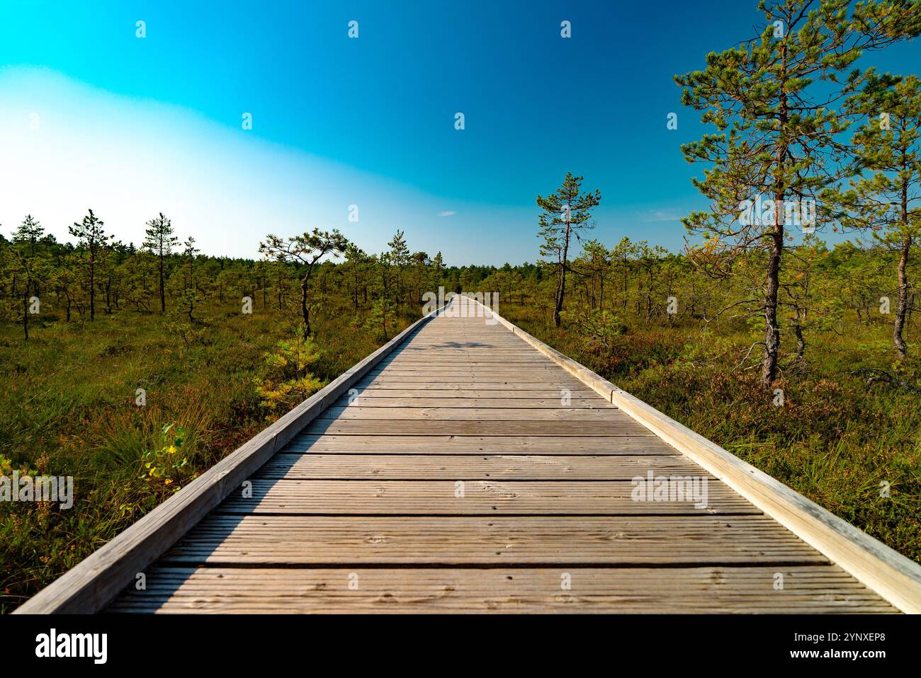 Wooden platform on marsh hi-res stock photography and images - Alamy