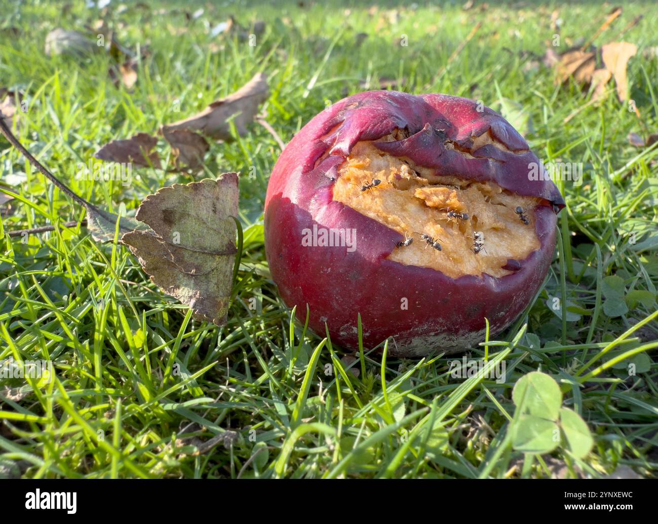 Waste food eaten by insect insects hi-res stock photography and images ...
