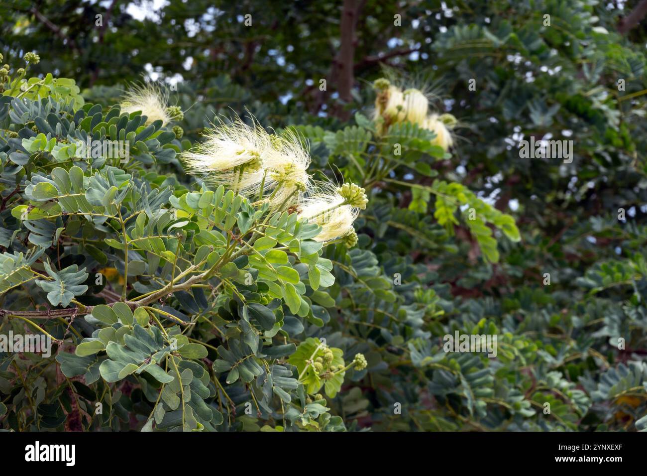 Albizia lebbeck (Indian siris) plant in strong wing Stock Photo - Alamy