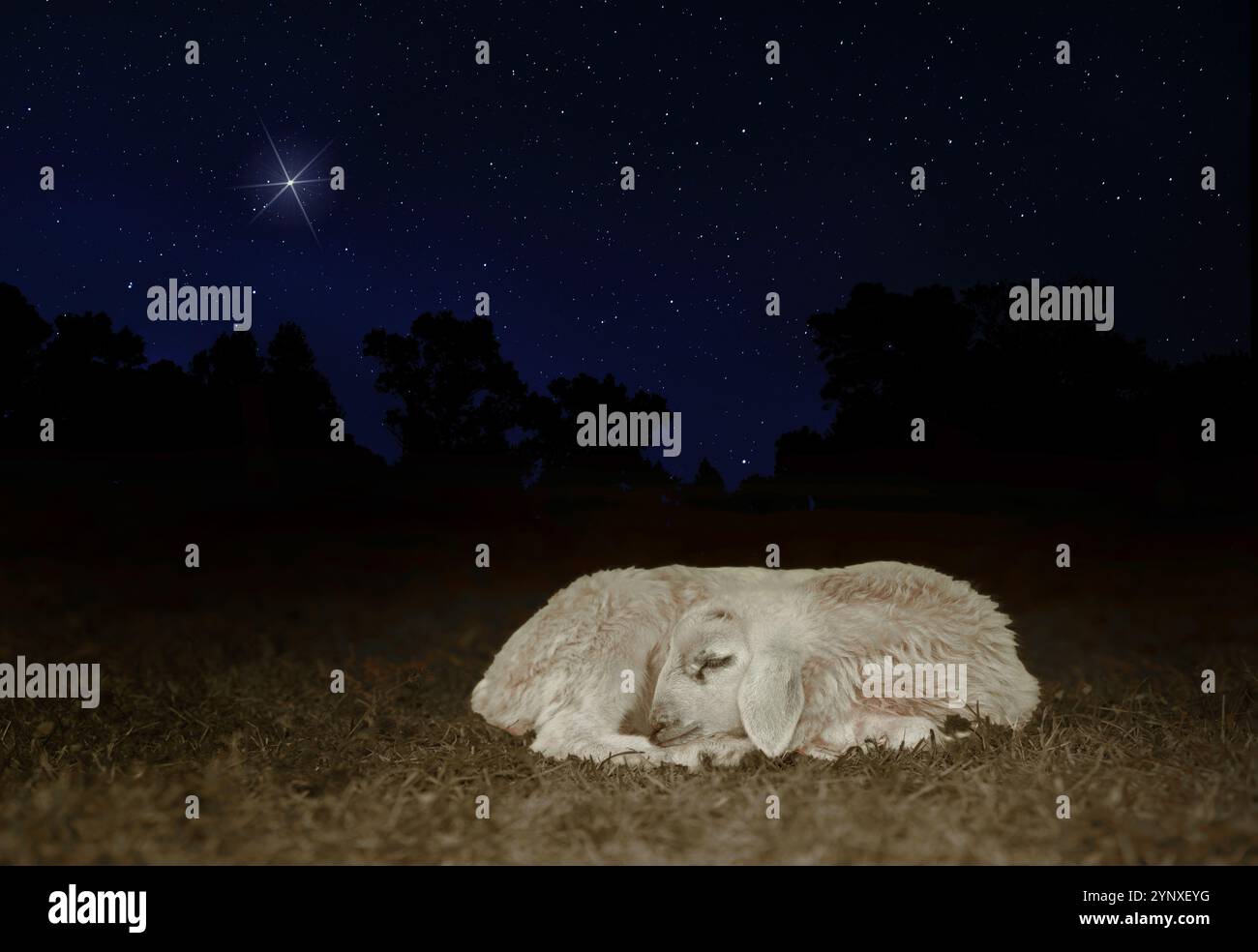 Christmas star shining brightly in the night sky behind a white sheep ...