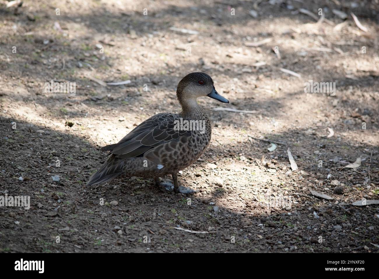 the female teal duck has dark brown feathers edged in tan with a black ...