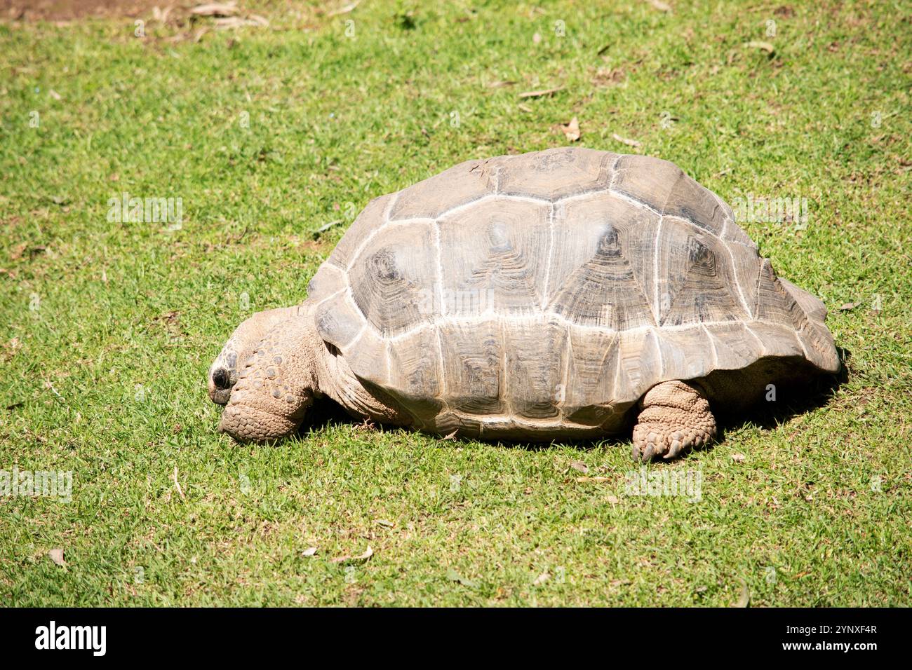 Aldabras Tortoises are one of the world's largest land tortoises Stock ...
