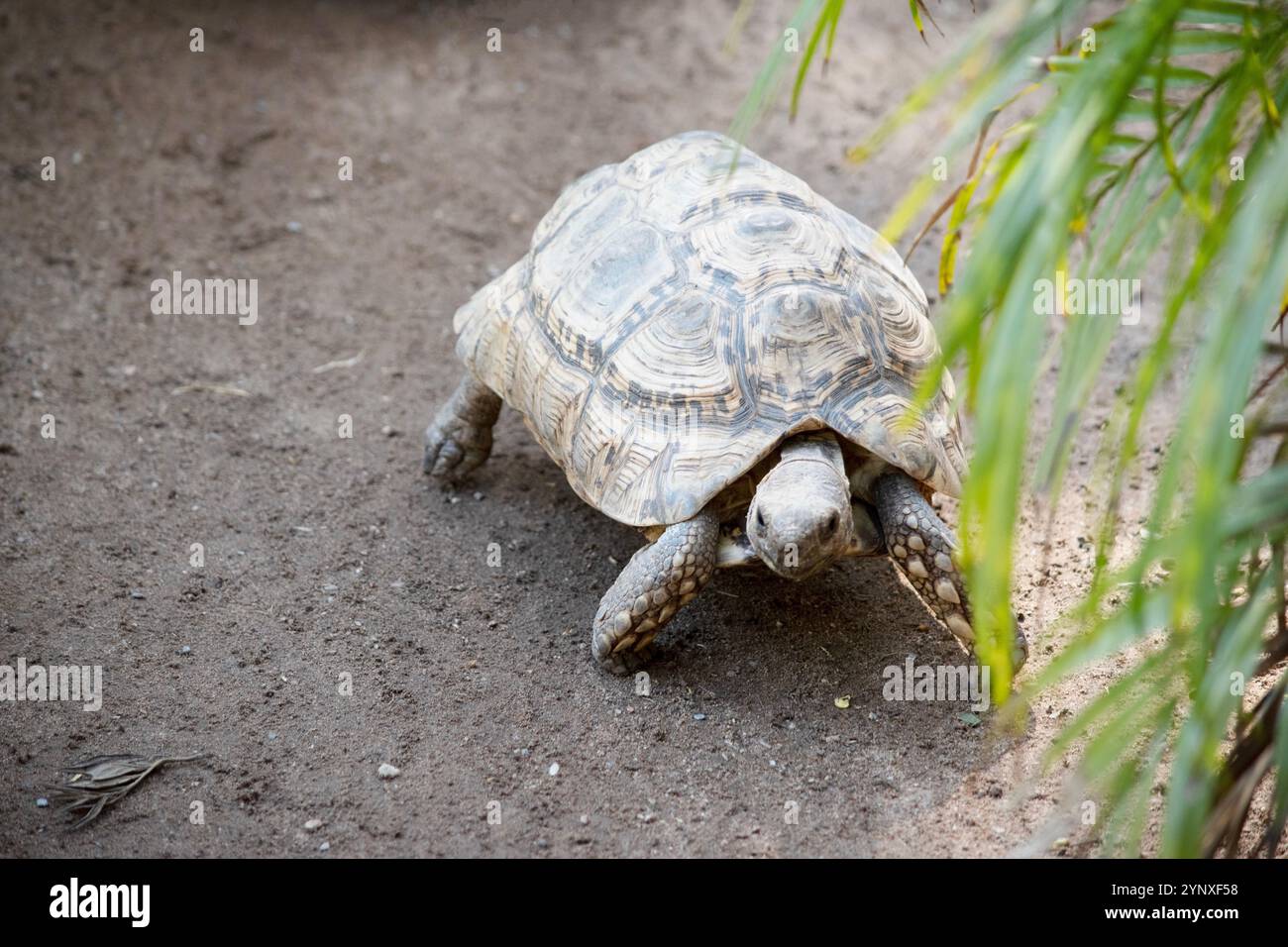 The African Spurred Tortoise is a desert-dwelling species, camouflaged ...