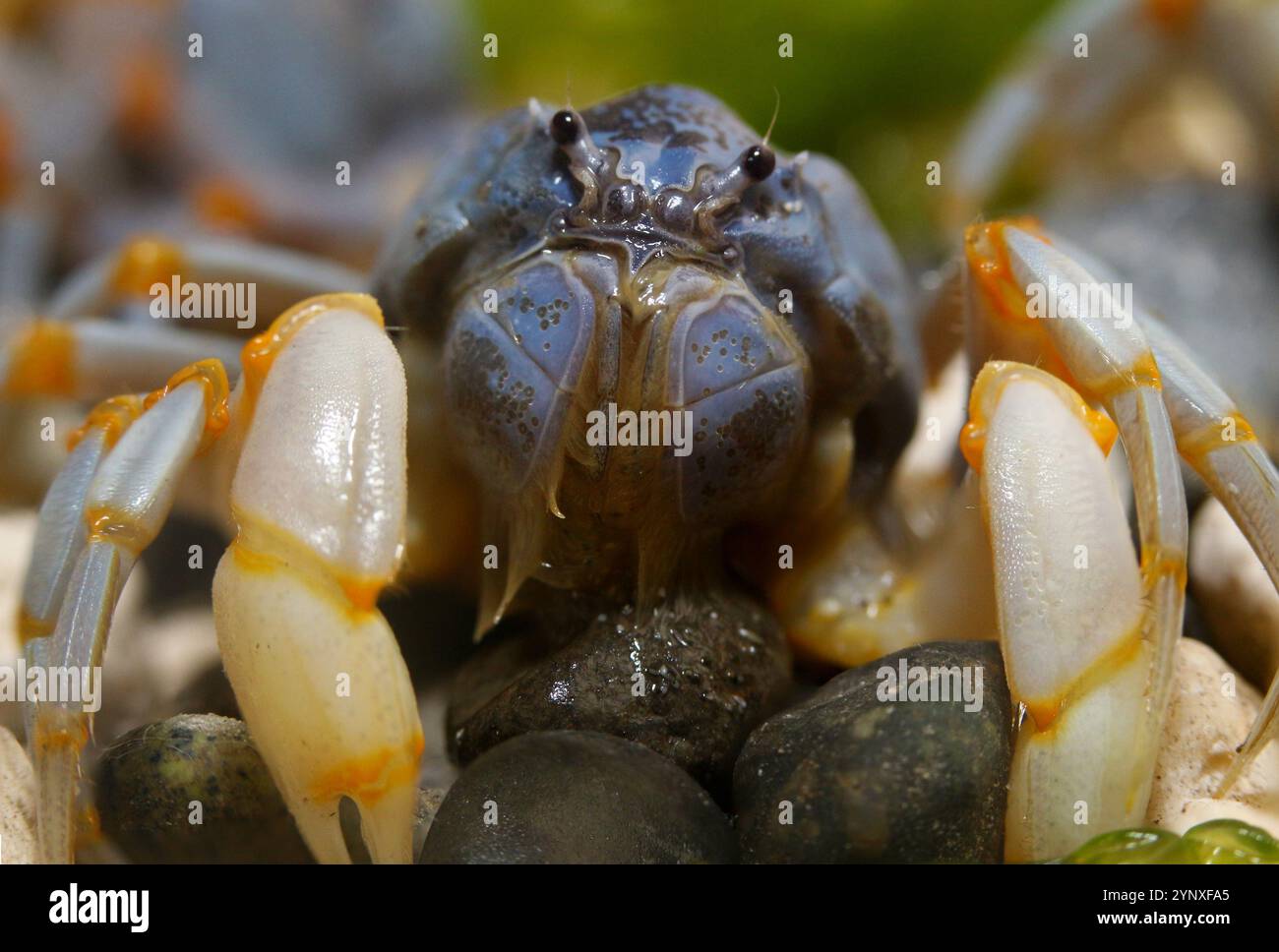 Army crabs hi-res stock photography and images - Alamy