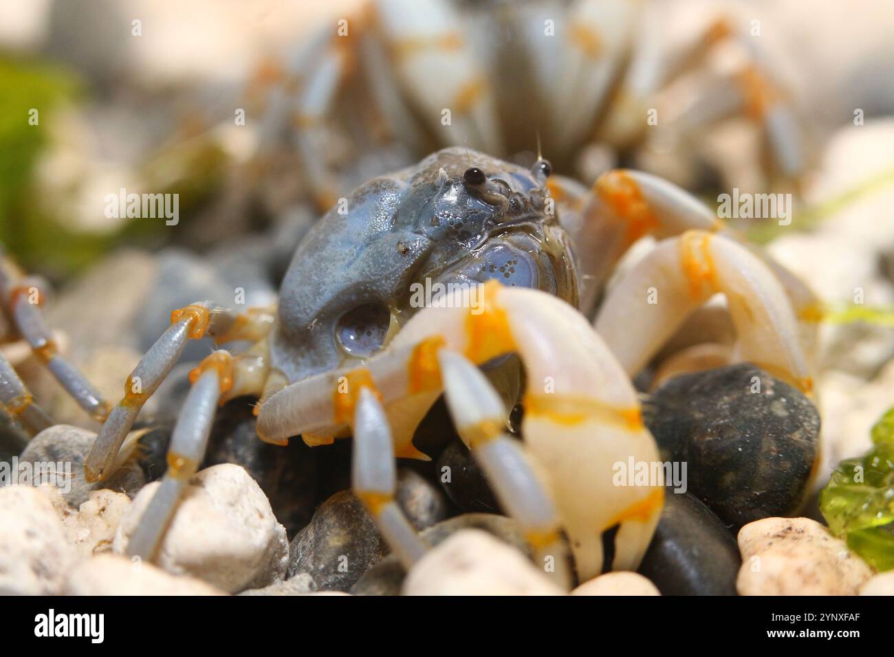 Army crabs hi-res stock photography and images - Alamy