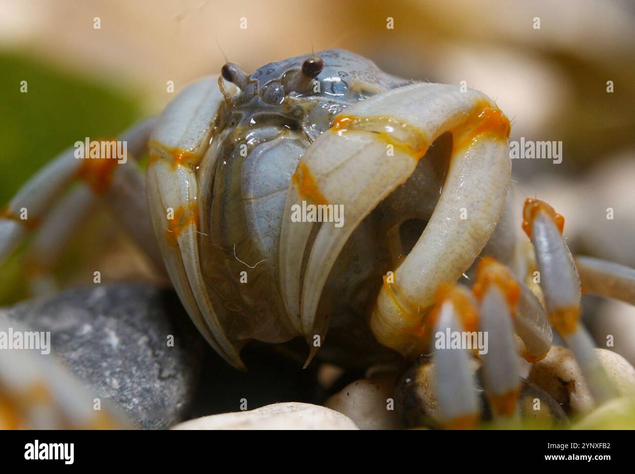 close-up photo of soldier crabs Stock Photo - Alamy
