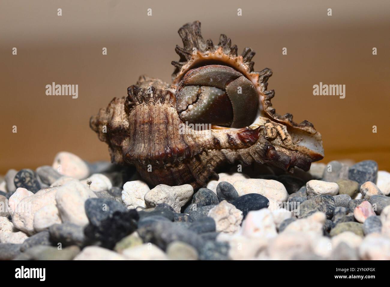 Colorful hermit crabs hi-res stock photography and images - Alamy