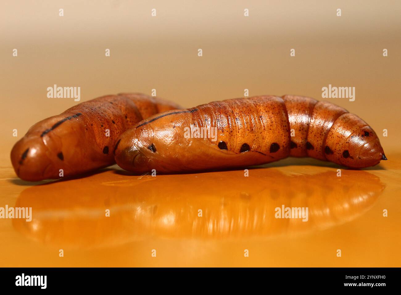 Invertebrate silkworm moth hi-res stock photography and images - Alamy