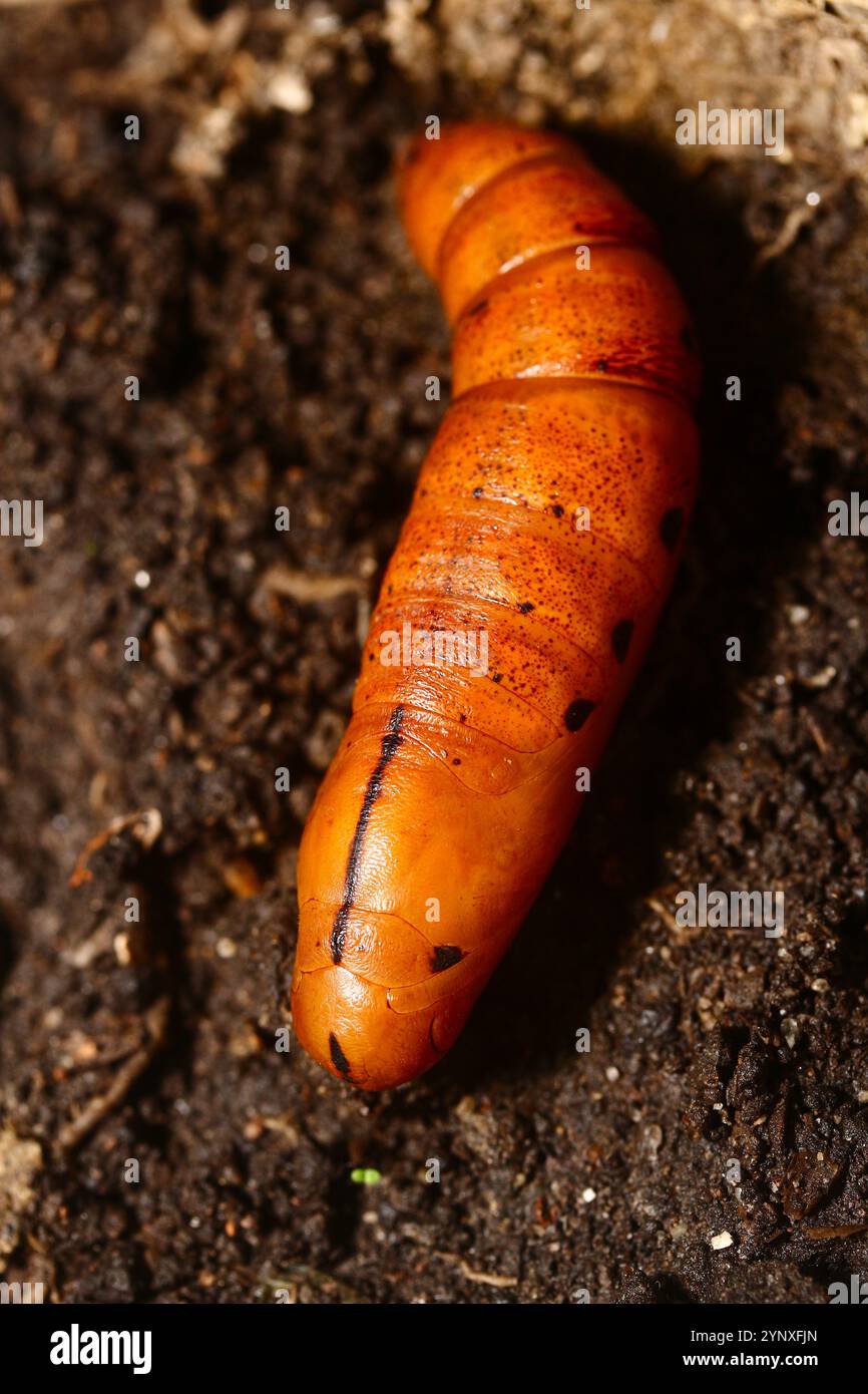 Moth life cycle hi-res stock photography and images - Alamy
