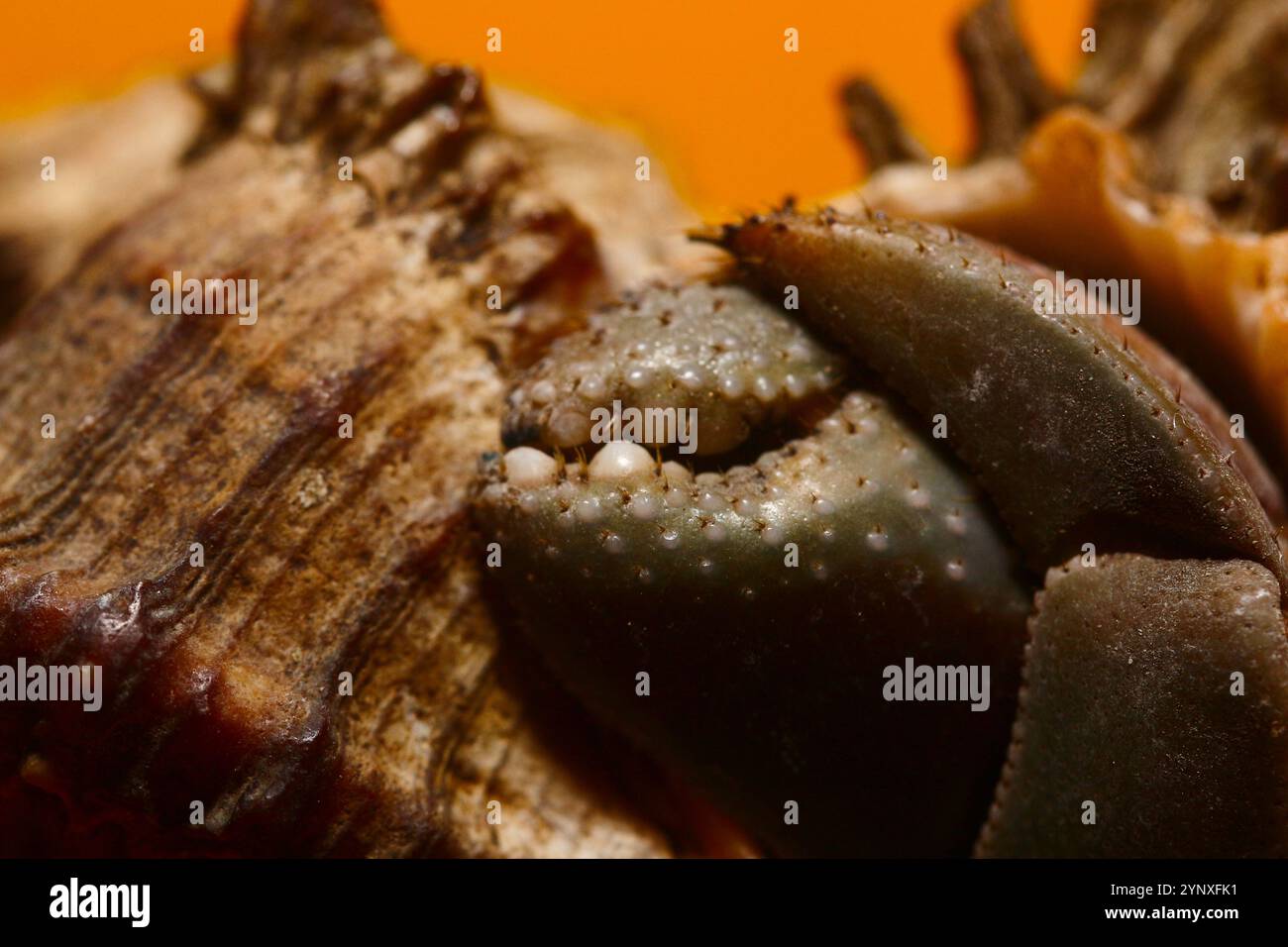 Colorful hermit crabs hi-res stock photography and images - Alamy