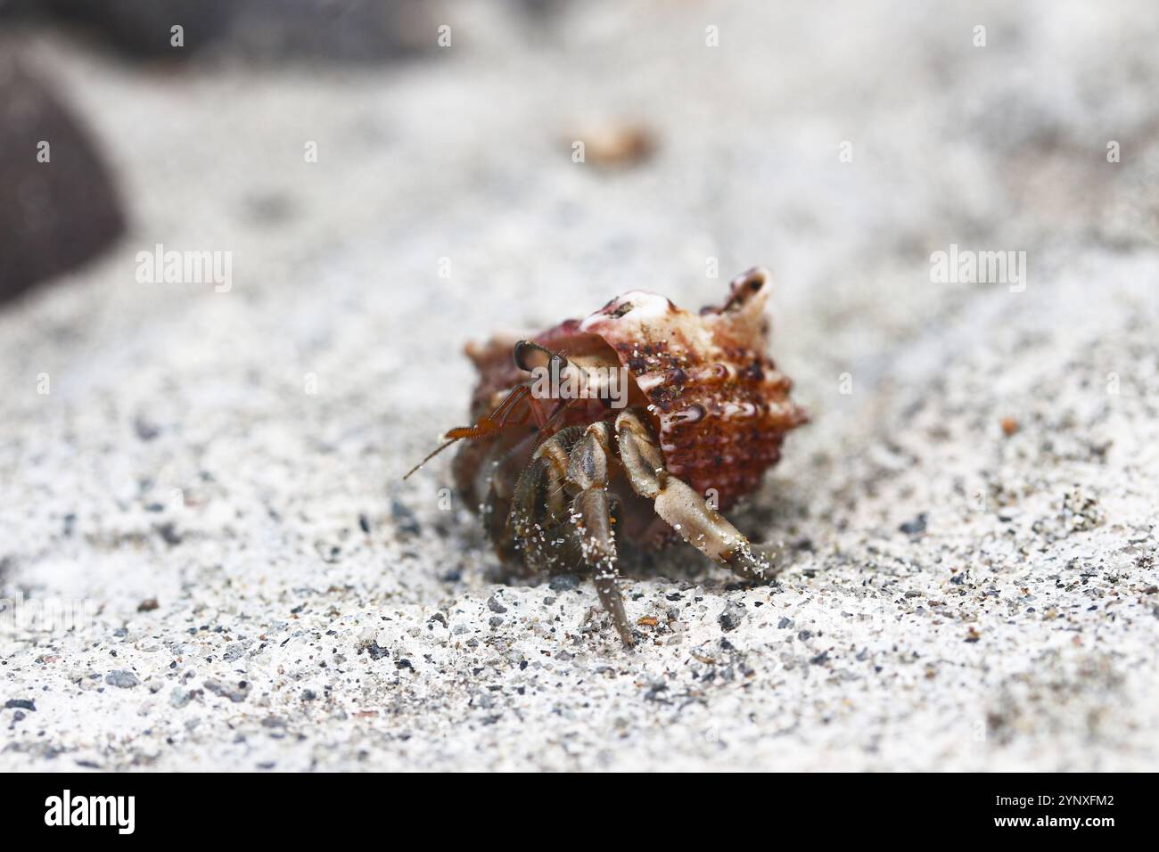 Colorful hermit crabs hi-res stock photography and images - Alamy