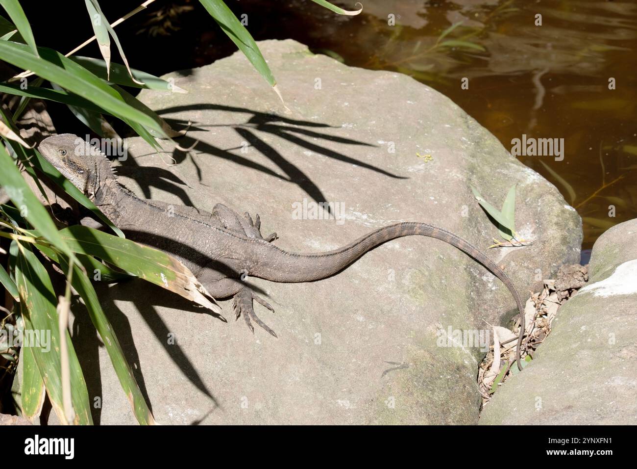 The Water Dragon can be identified by a distinctively deep angular head ...
