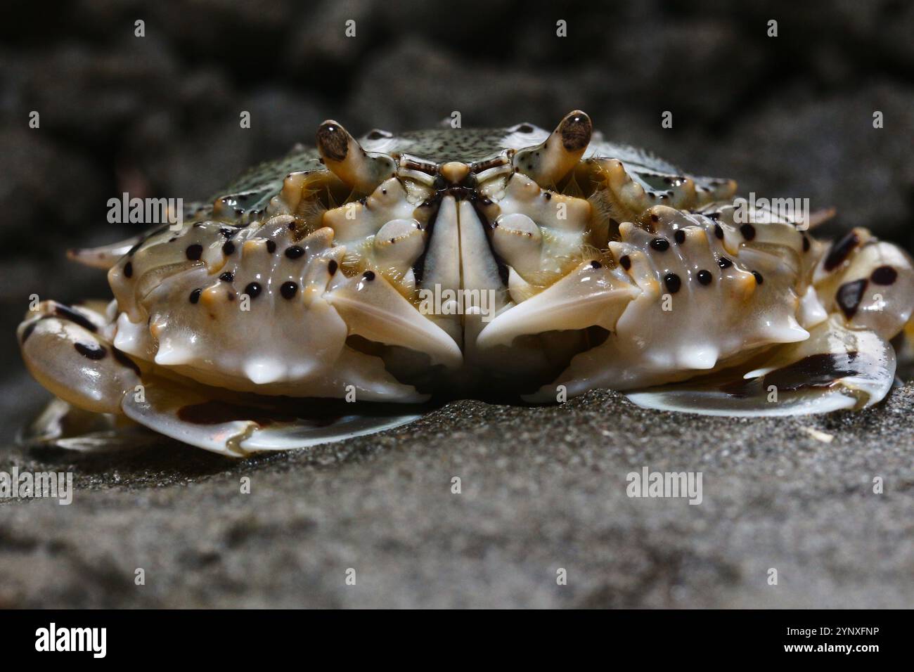 Crab shell texture hi-res stock photography and images - Alamy