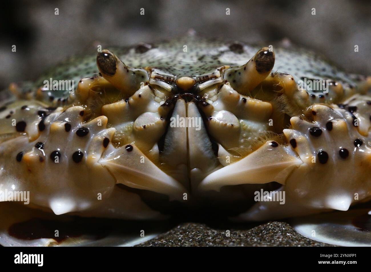 Crab shell texture hi-res stock photography and images - Alamy