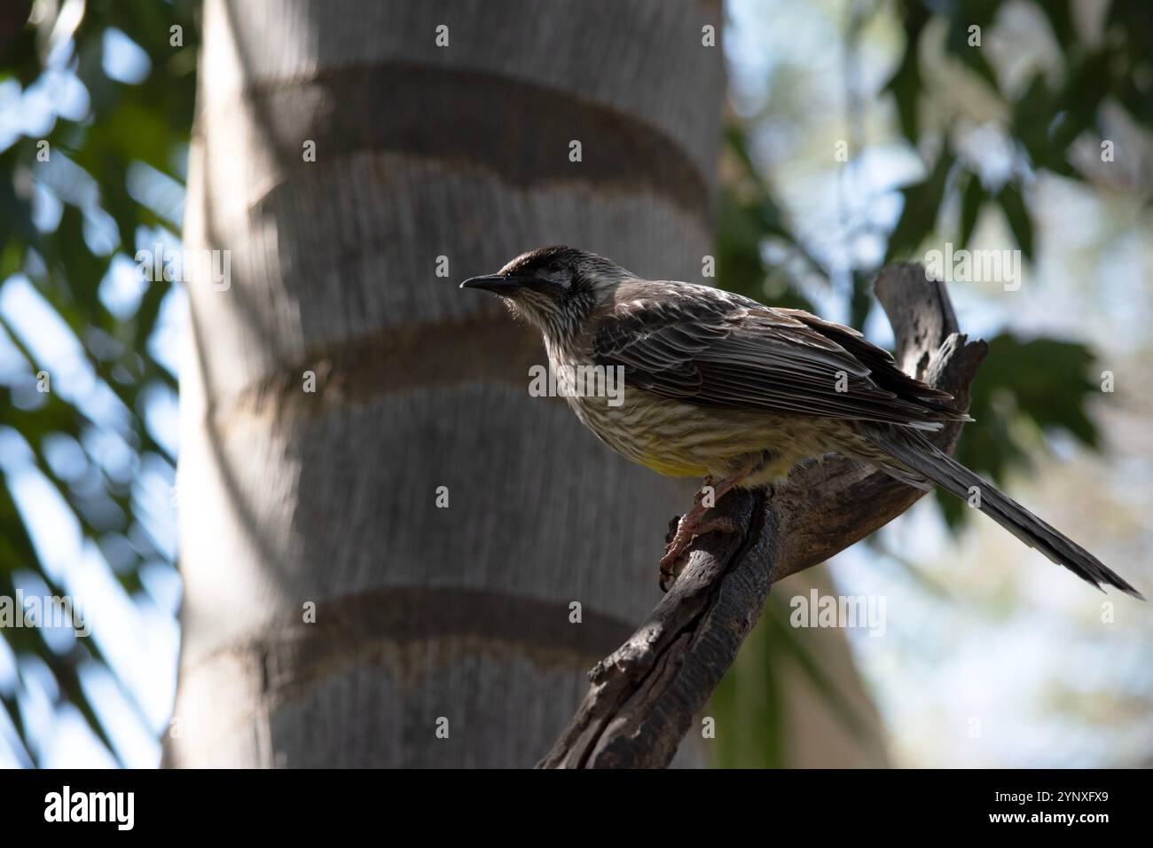 The Red Wattlebird is a large, noisy honeyeater. The common name refers ...