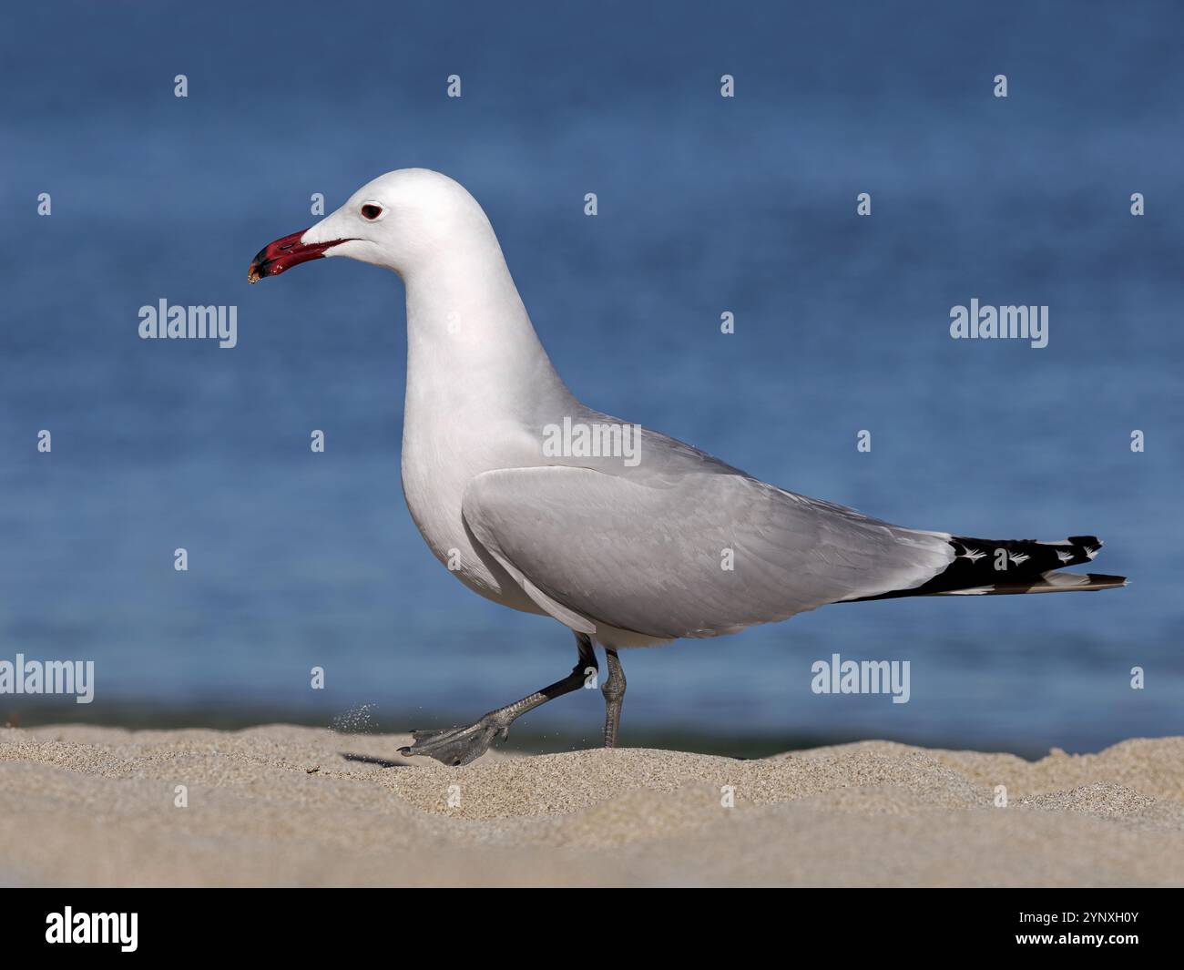 Mallorcan history hi-res stock photography and images - Alamy