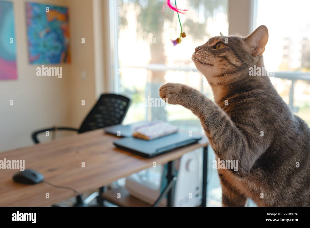Cat sitting on a work desk at home, surrounded by work essentials, in a ...