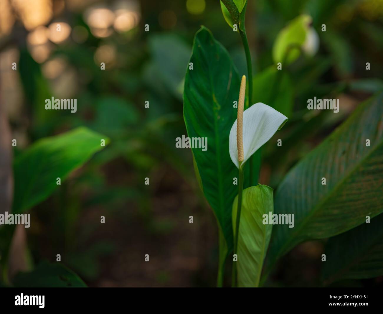 walk in Perdana Botanical Garden, Lush greenery and exotic plants in ...