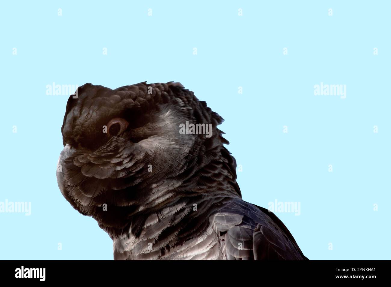 The white tailed cockatoo is a black bird with white edging around its ...