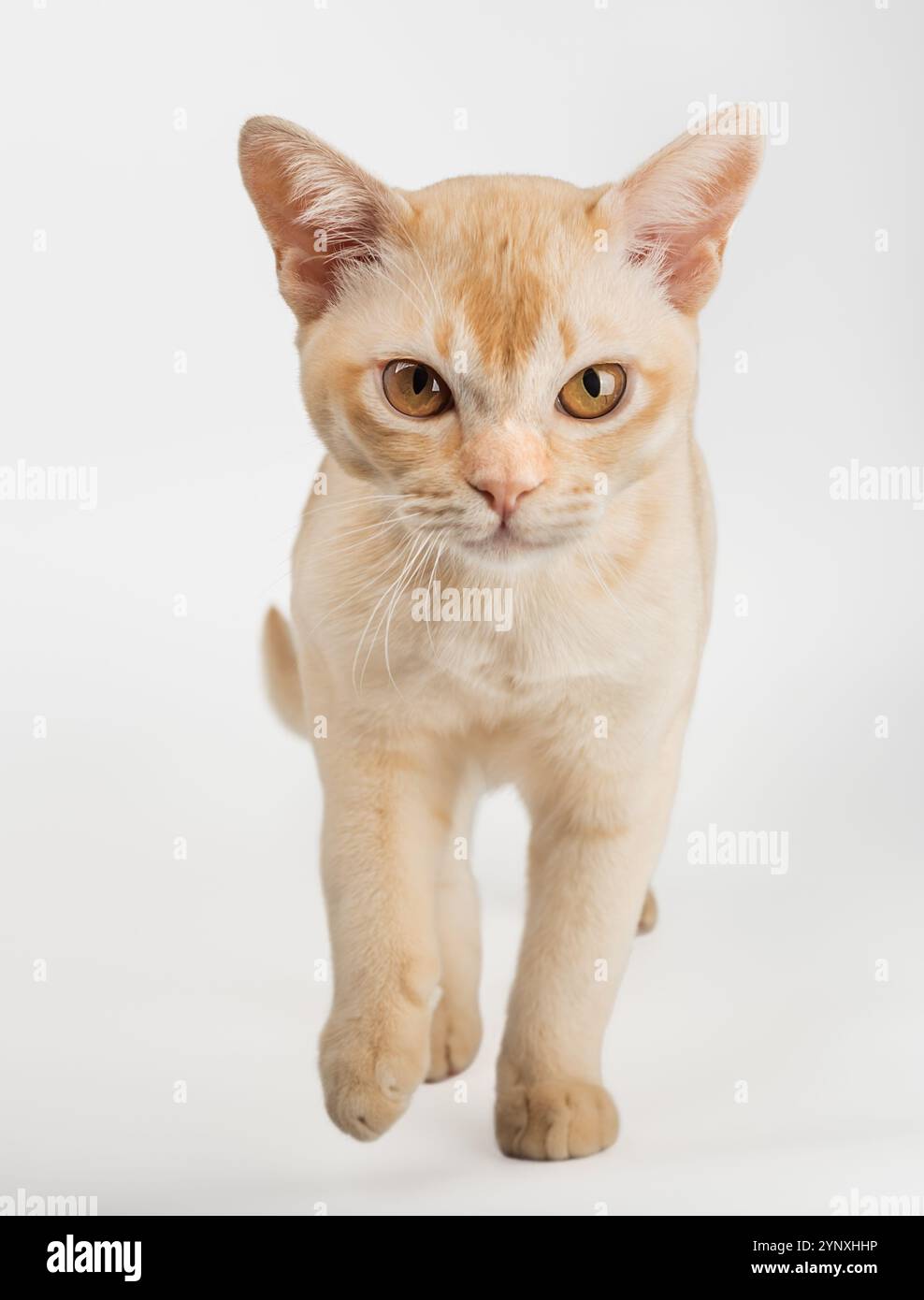 Cream Burmese cat on white background. Isolated cat for advertising ...
