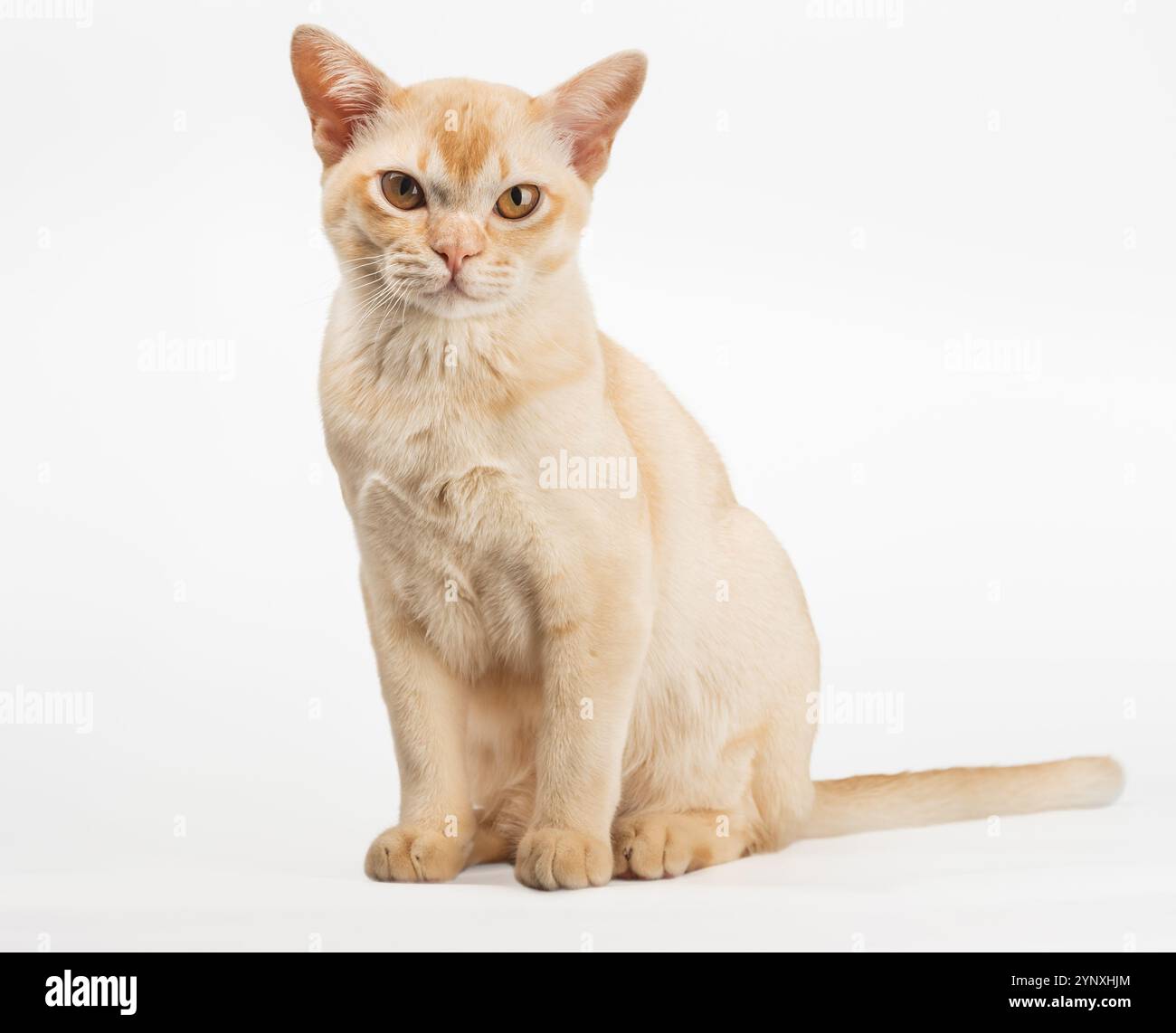 Cream Burmese cat on white background. Isolated cat for advertising ...