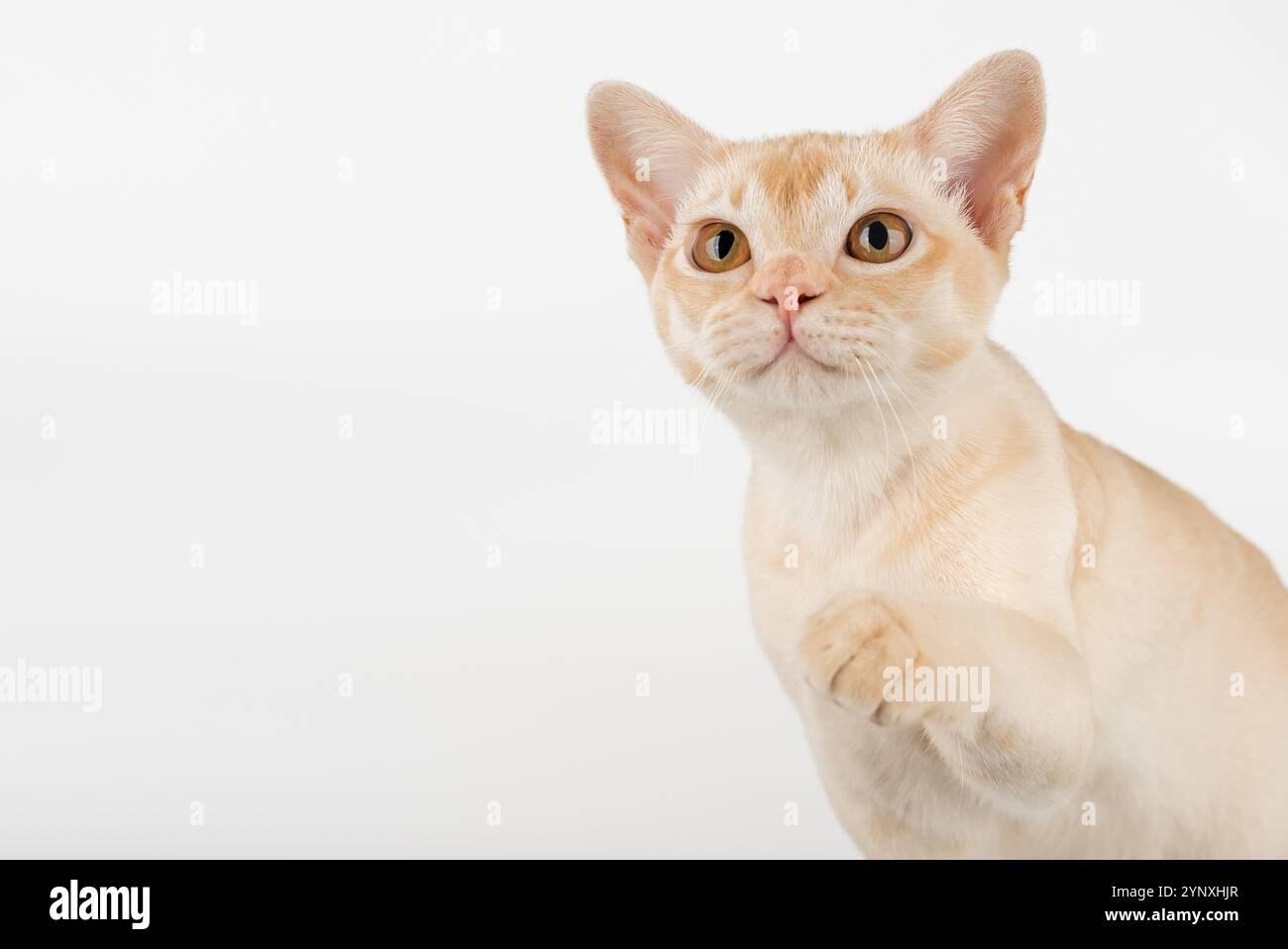 Cream Burmese cat on white background. Isolated cat for advertising ...