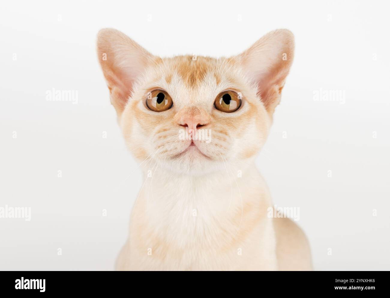 Cream Burmese cat on white background. Isolated cat for advertising ...