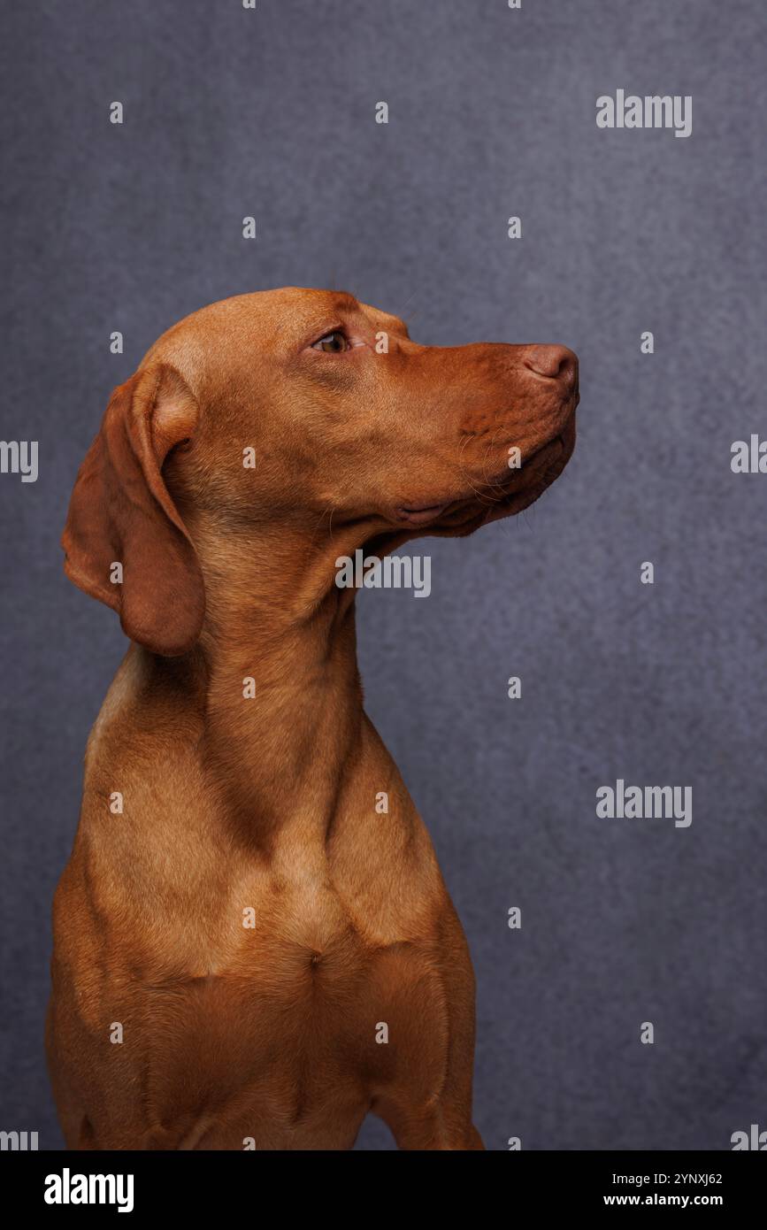 Russet gold hungarian vizsla headshot against dark grey studio backdrop ...