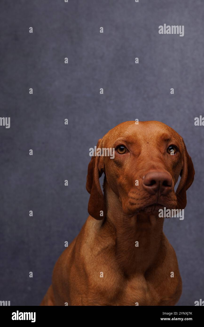 Russet gold hungarian vizsla headshot against dark grey studio backdrop ...